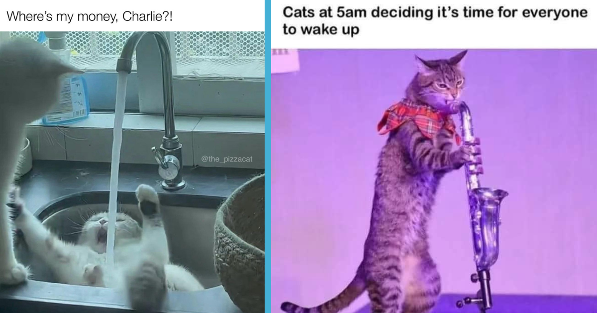 38 Hissterical Cat Memes For All The Grumpy Cats Who Need A Fast ...