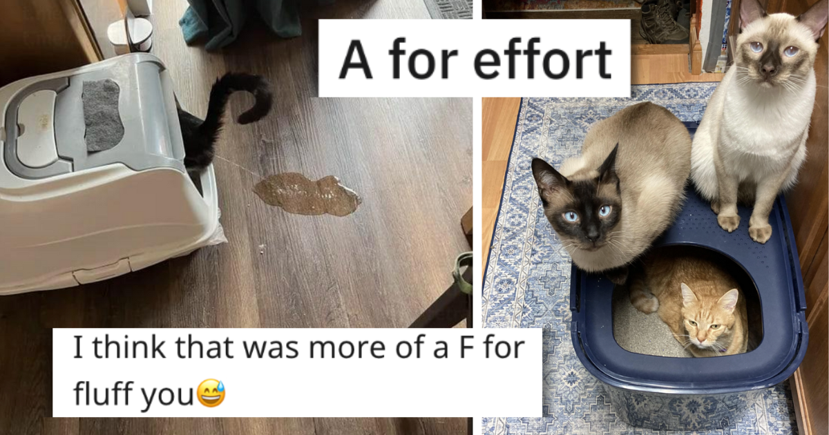 25 Funny Feline Fumbles Of Cats Aiming High But Missing The Litter Box ...