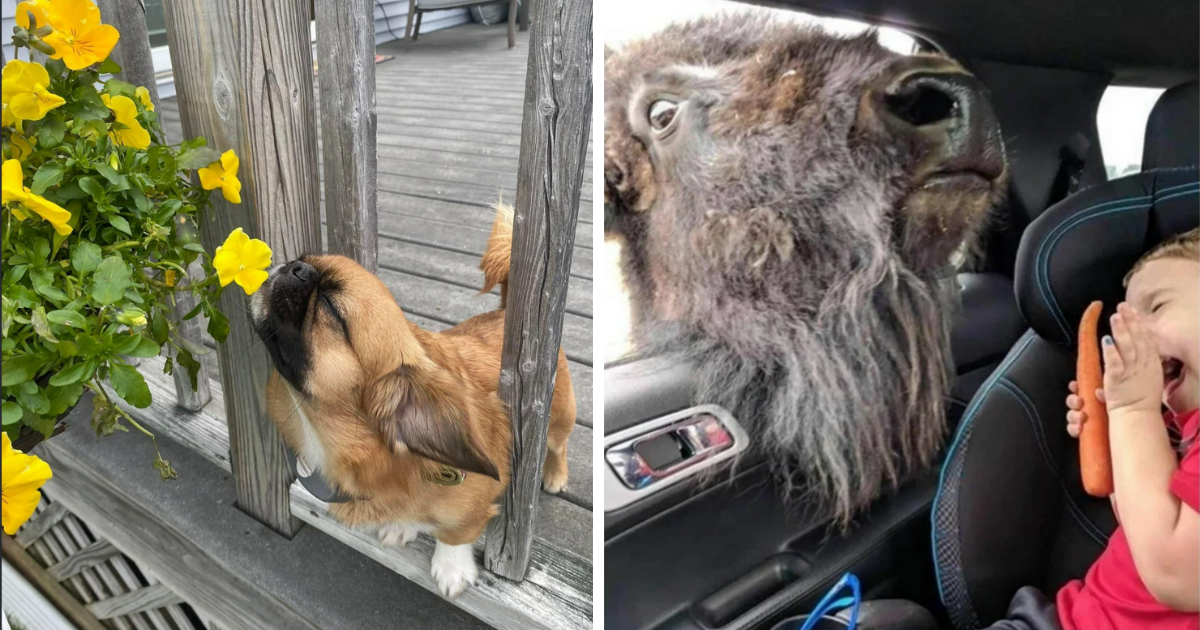 A Cute Compilation Of Wholesomely Hilarious Animal Photos To Walk Into ...