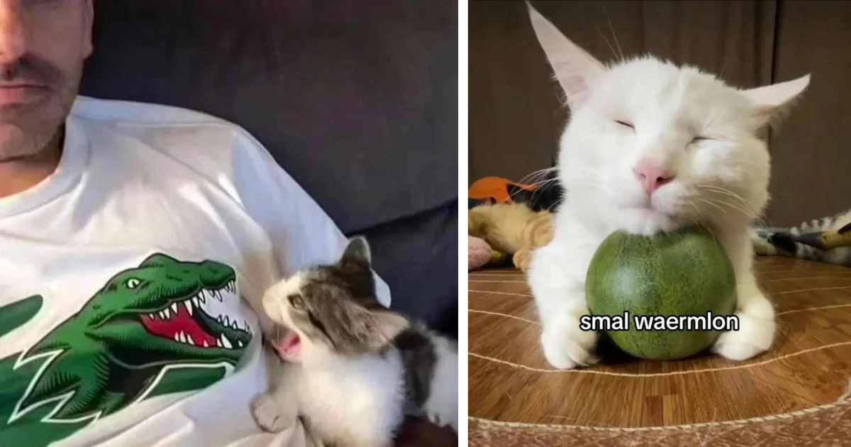 Weird And Wonderful Cat Memes And Pics To Brighten Your Tuesday Morning ...