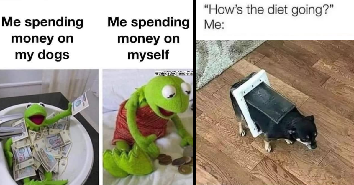 Laugh Snout Loud: 43 Howlarious Doggo Memes To Boost Your Doggie ...