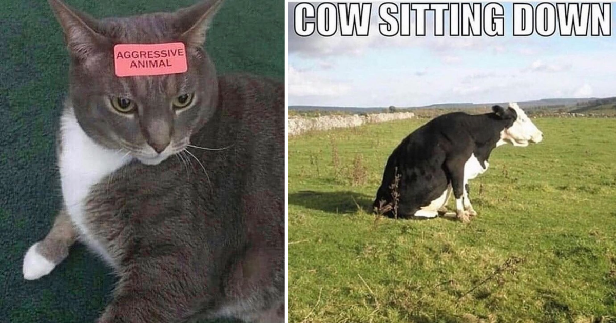 Hilarious Memes From The Wacky Animal Kingdom To Perk You Up - Animal ...