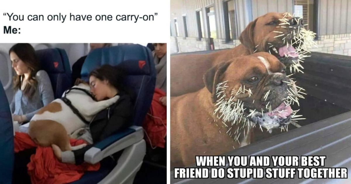 Sweet And Silly Dog Memes To Keep You Going Until Lunch - Animal Comedy ...