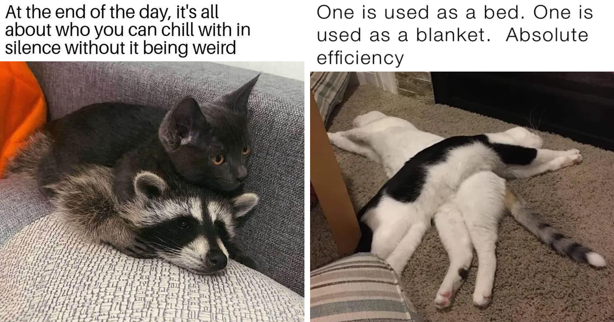 Sustaining Sunday Silliness In The Form Of Simultaneously Sassy And ...