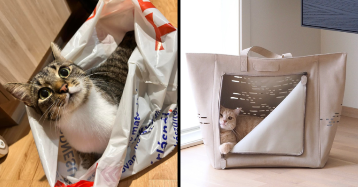 Feline Fun Adventures Featuring 25 Cute Cats Caught Cozying Up In Bags ...