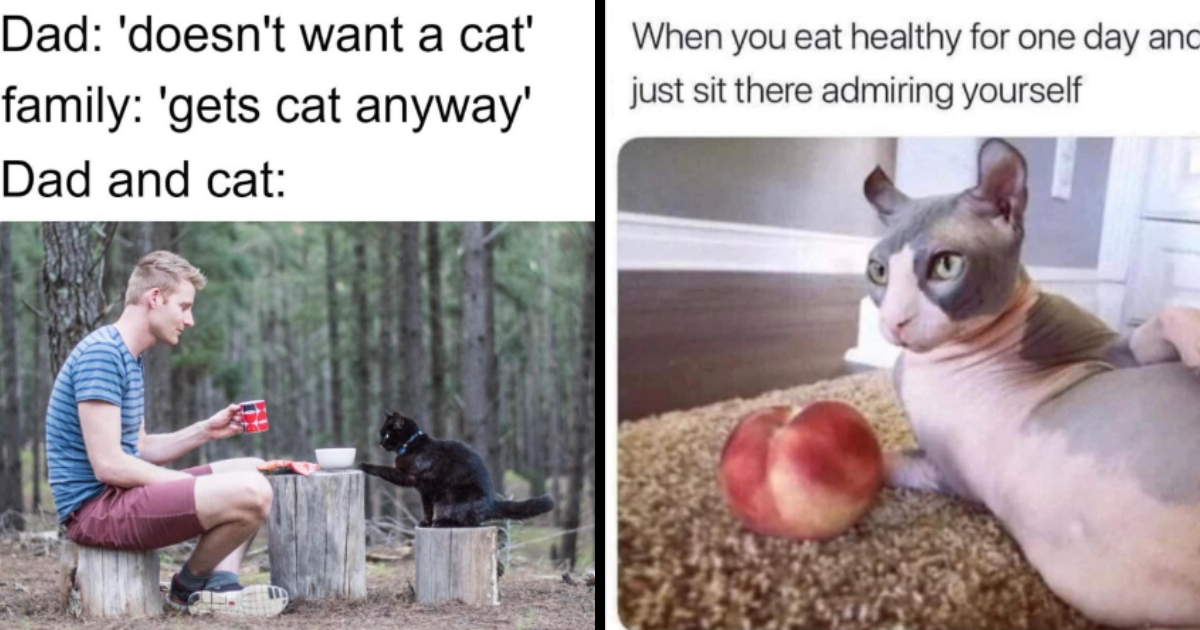 Wacky Wednesday Whisker Wonders WIth 25 Cat Memes For A Day Full Of ...