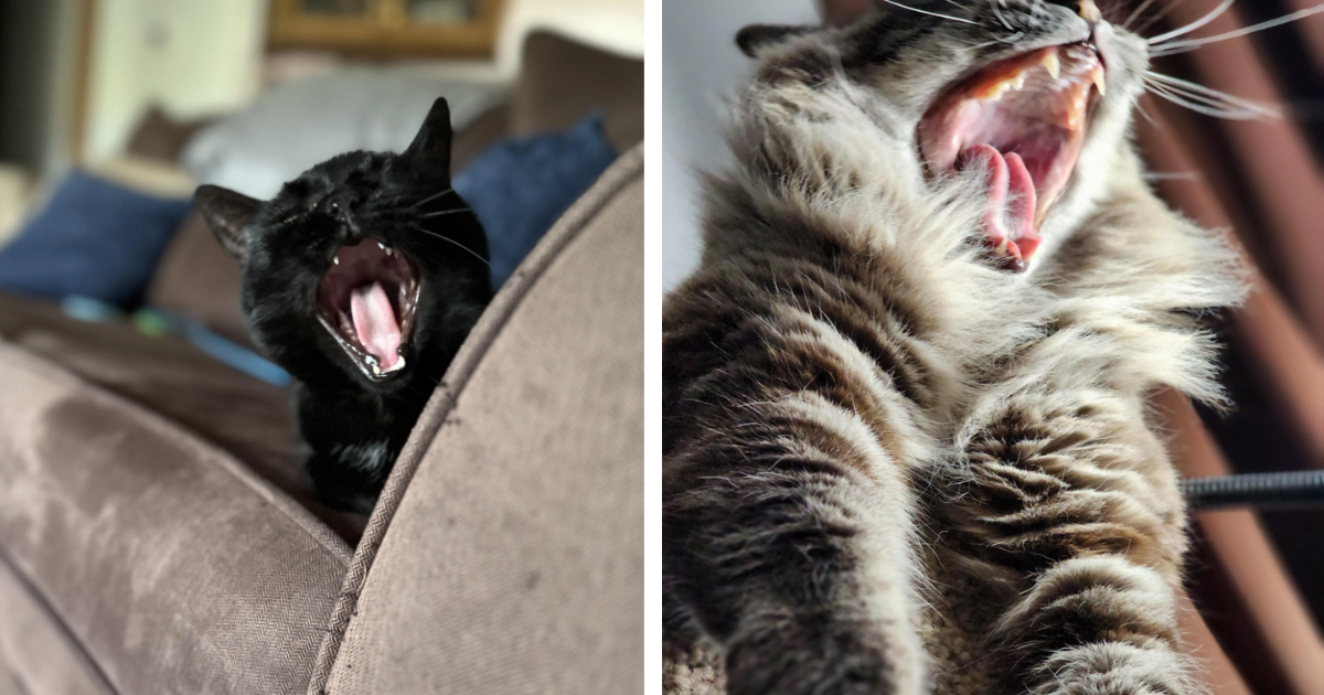A Seriously Sleepy Series Of 27 Purriceless Cute Cat Yawns Caught In A ...