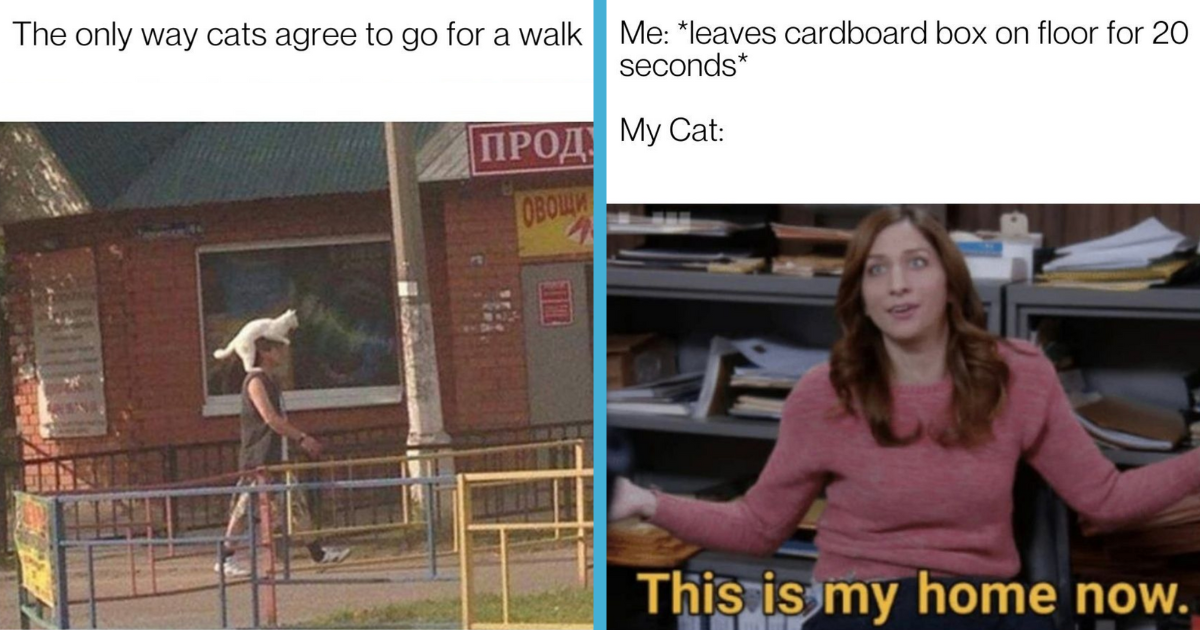 A Colossal Chonk Of Meowmentous Memes In The Form Of Feline Funnies To ...