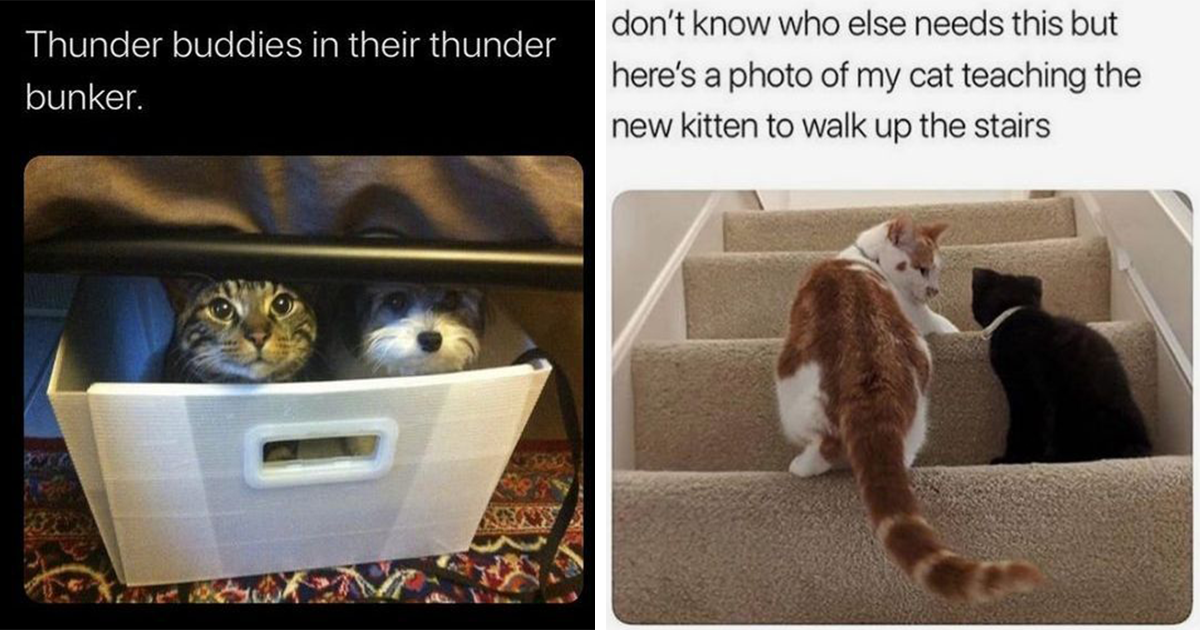 30 Wholesome Cat Memes That Wrap Around You Like A Warm Fluffy Blanket ...