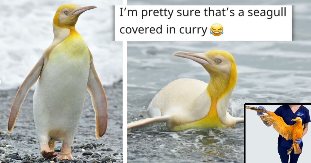 Ridiculously Rare Yellow Penguin Pictures Rise As The Internet ...