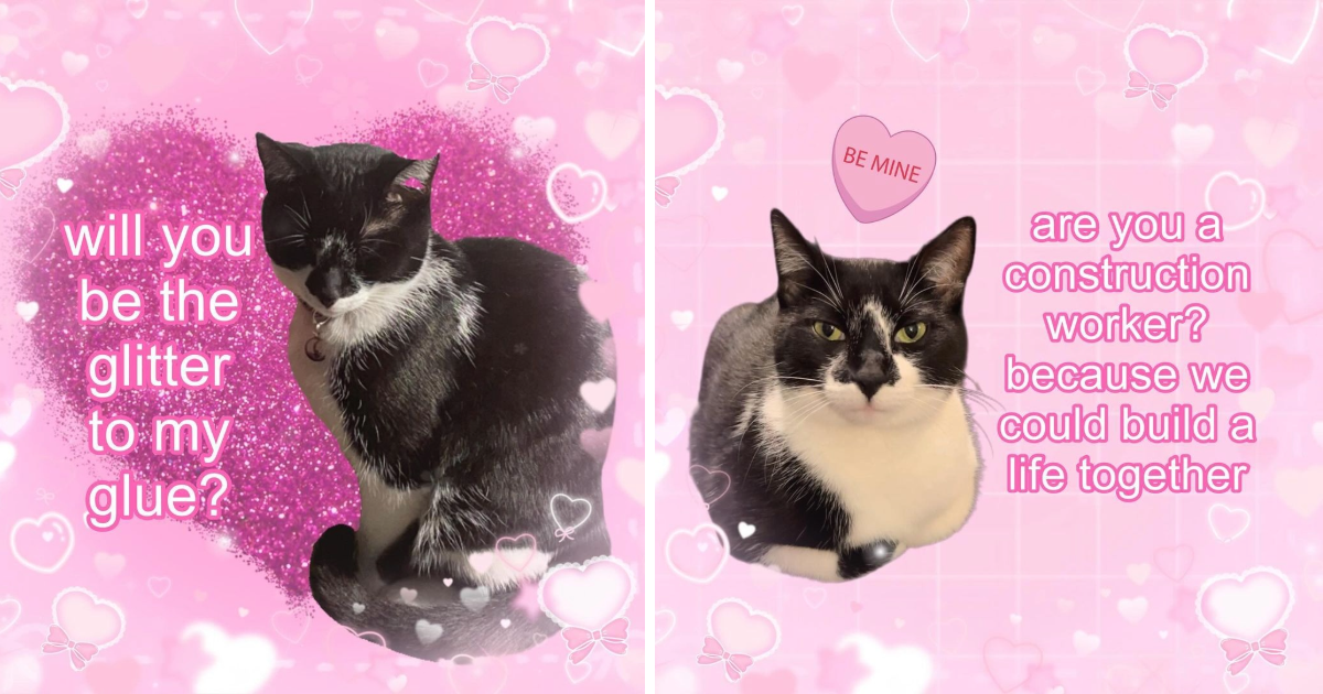 Flirty And Funny Feline Memes To Get You In the Mood For Valentine’s ...