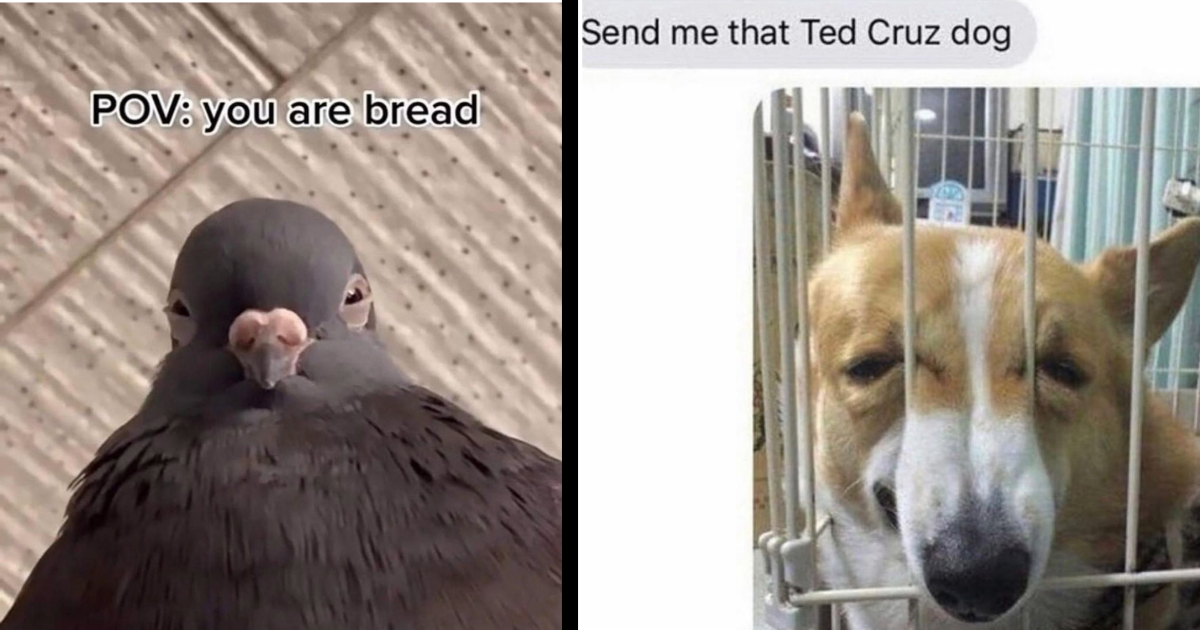 Spicy Animal Memes That Prove That, Pets Rule The Universe - Animal ...