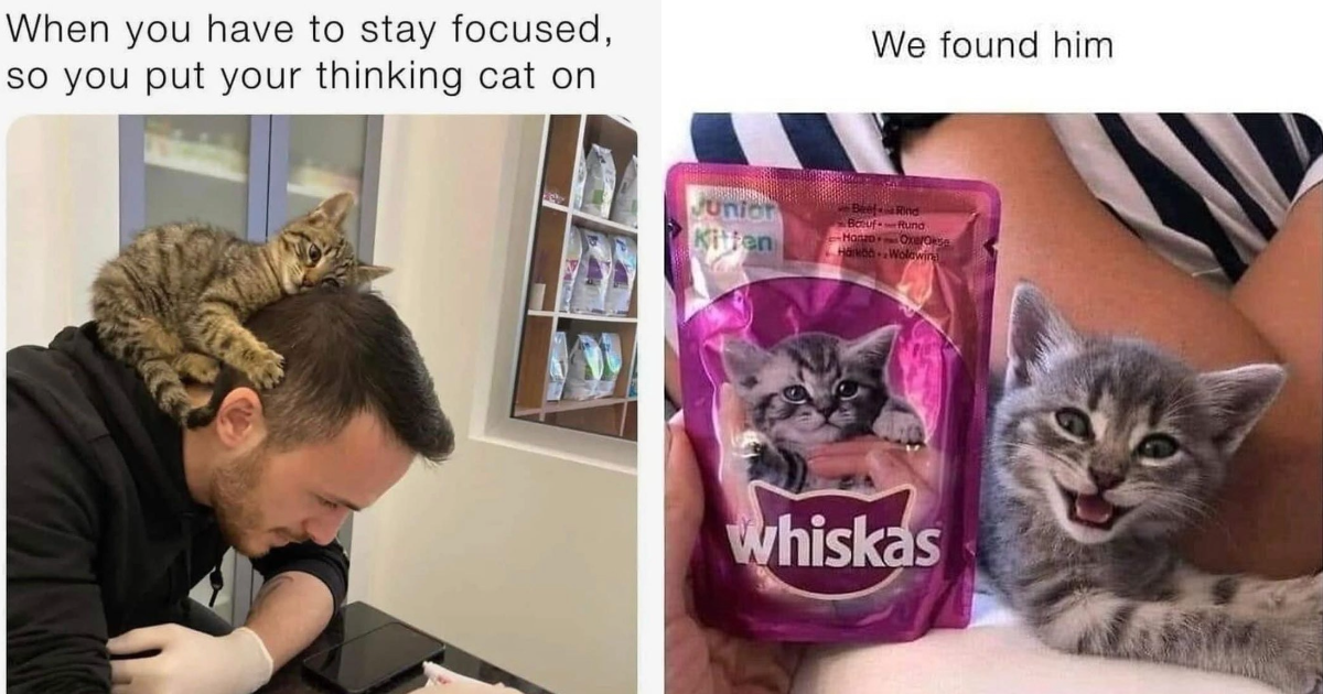 Heartwarming Memes Of Cats To Make All Of Your Problems Melt Away - I ...