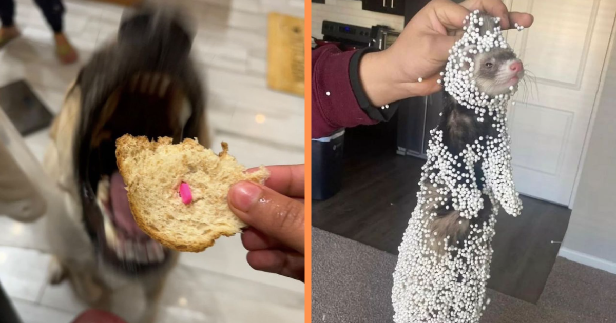 34 Unhinged Animals Going Goblin-Mode to Give You An End-of-the-Week ...