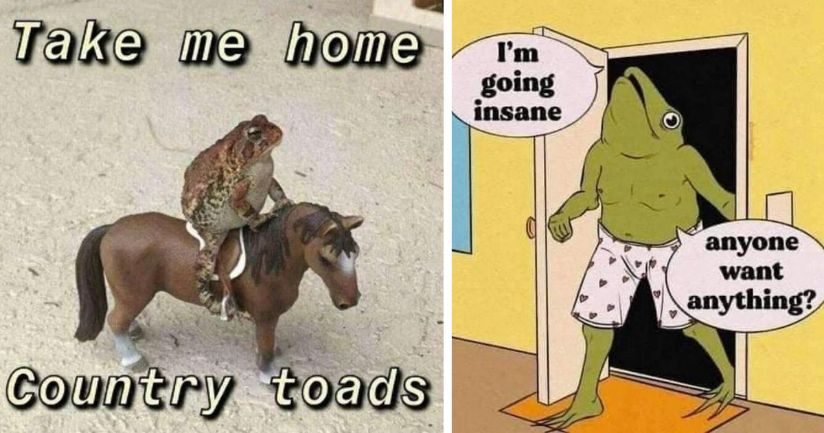 30 Ribbeting Frog Memes That'll Have You Leaping with Laughter - Animal ...