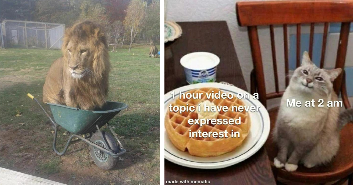 40 Cute And Sassy Cat Memes To Cuddle With At Home (February 15 2024 ...