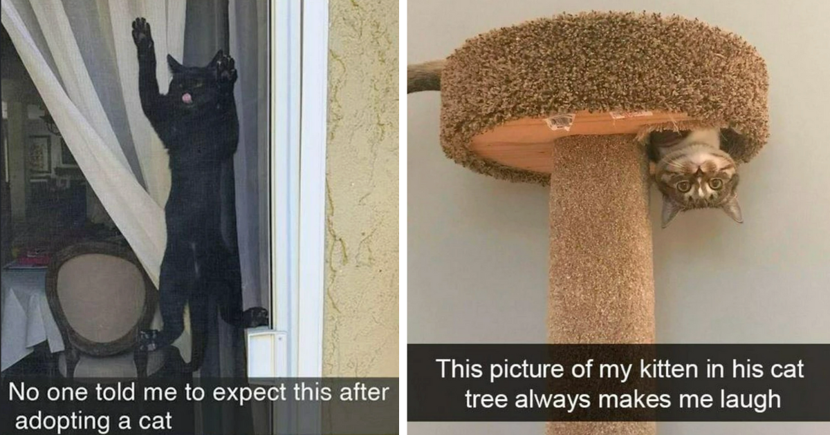 40+ Meownificent Moments Of Funny Felines That Have Mastered The Art Of ...