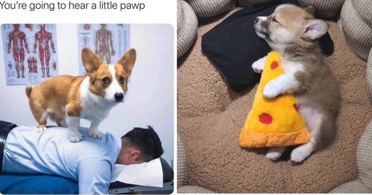 Wholesome Corgi Memes And Pics To Kick Off Saturday With Some Doggo ...