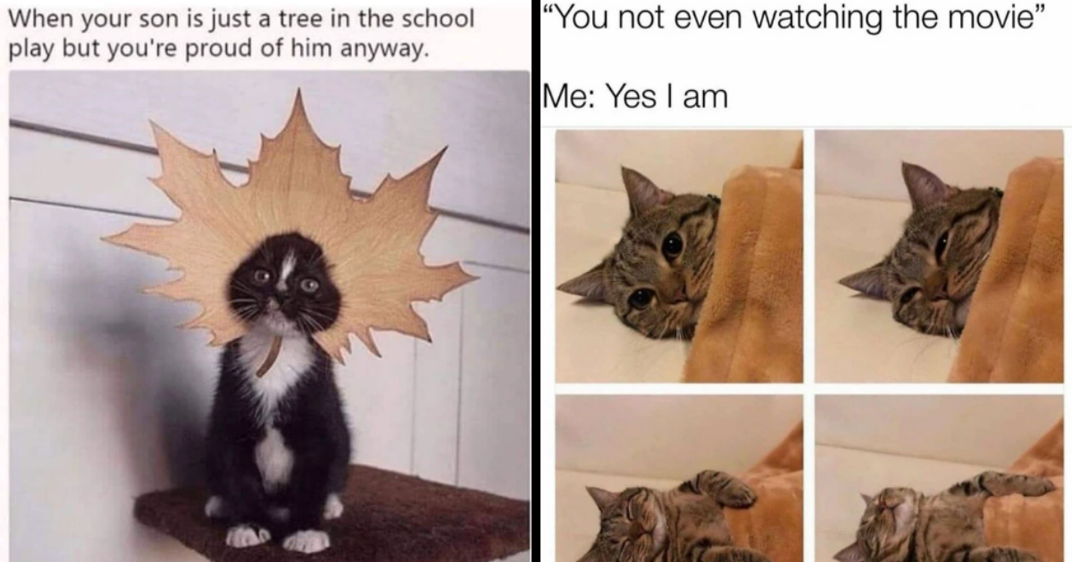 Caturday Laughter Overload With 25 Hissterical Cat Memes For A Day Of ...