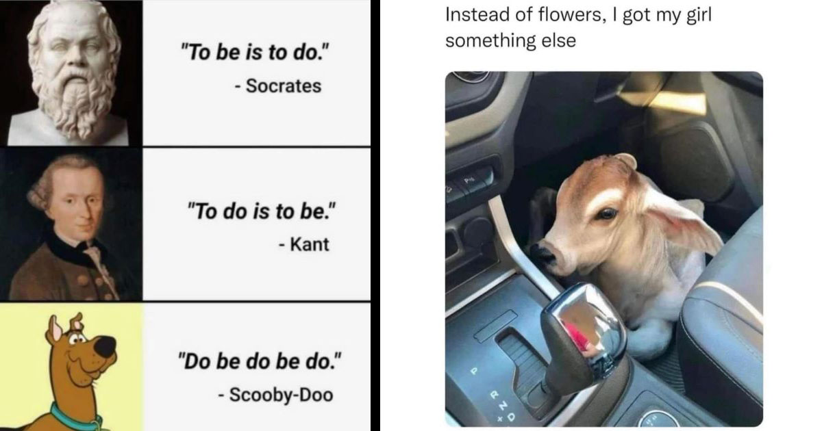 30+ of the Best Animal Memes of the Week (February 17, 2024) - Memebase ...