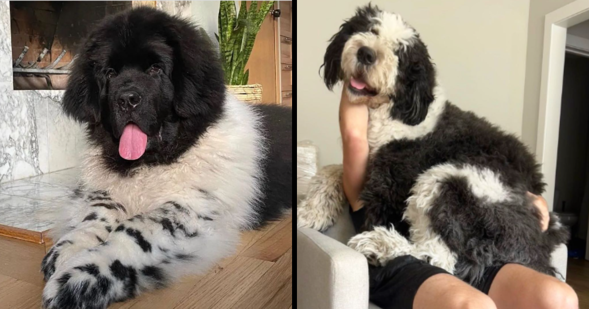 Gorgeous Giants: 28 Breeds Of Big Beautiful Dogs Bringing Buckets Of ...