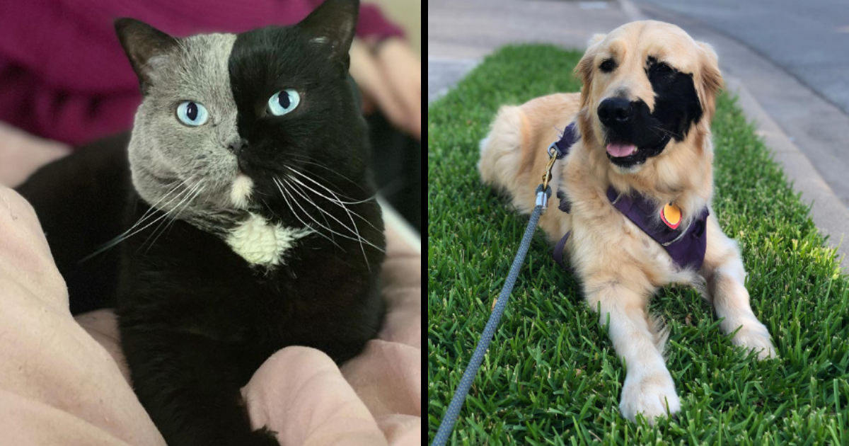 22 Pawsitively Lovable Unusual Looking Pets Bringing Quirky Charm To ...