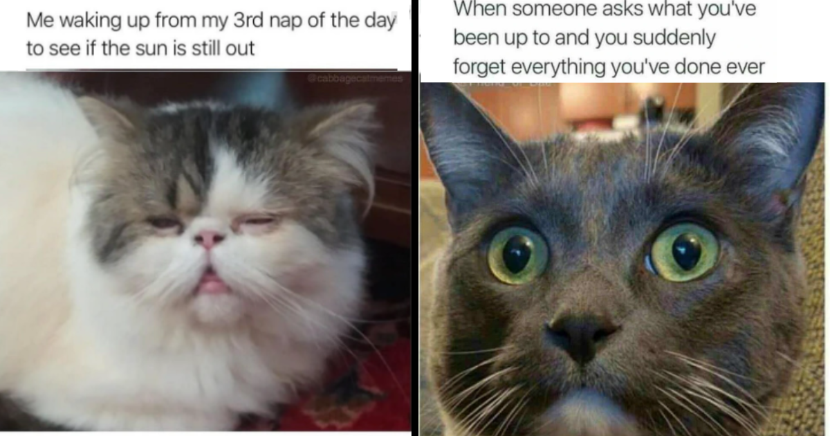 Monday Meowtivation Featuring 25 Cheerful Cat Memes For A Pawsitive ...