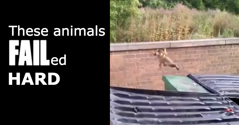 The Top 10 Shockingly Hilarious FAILs By 10 Different Animals - FAIL ...