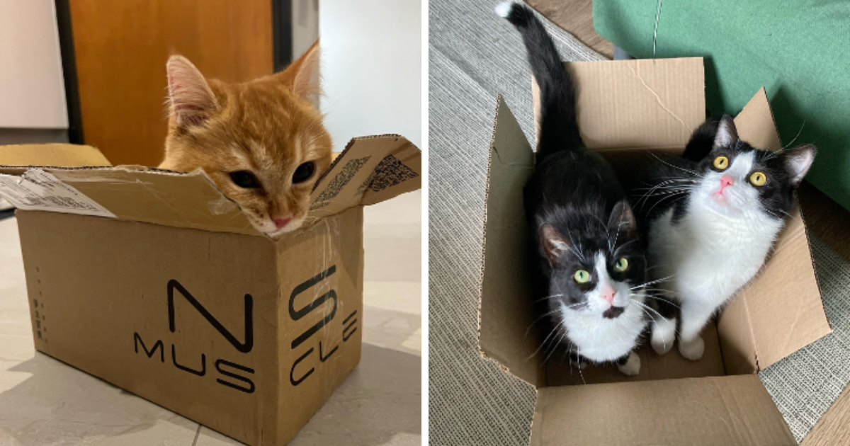 Cardboard Comfort Featuring 27 Cute Cuddly Cats Cozying Up In Boxes - I ...