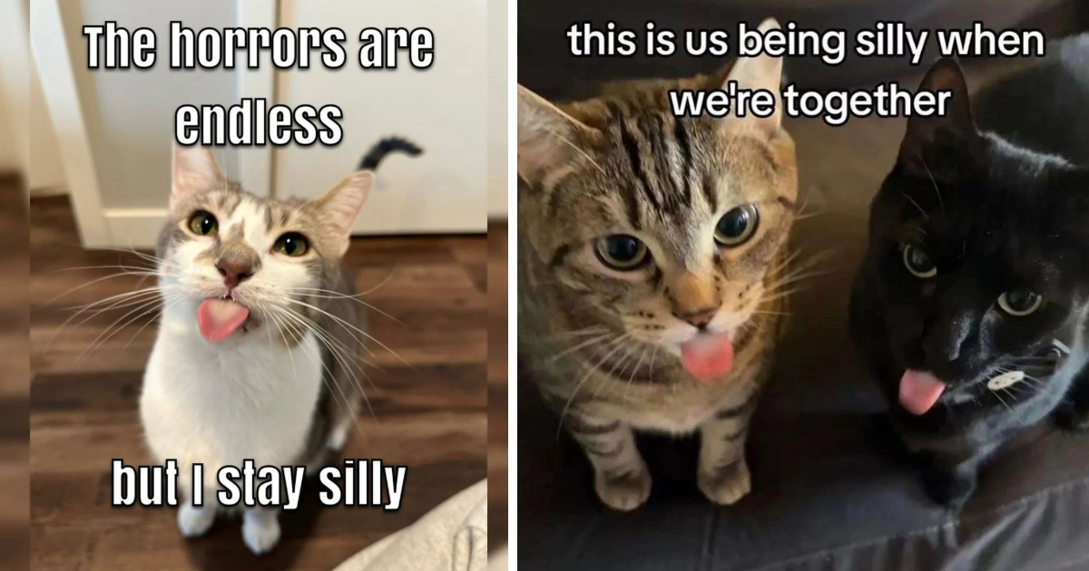 Hilarious Memes Of Cats To Give You The Sunday Sillies - I Can Has ...