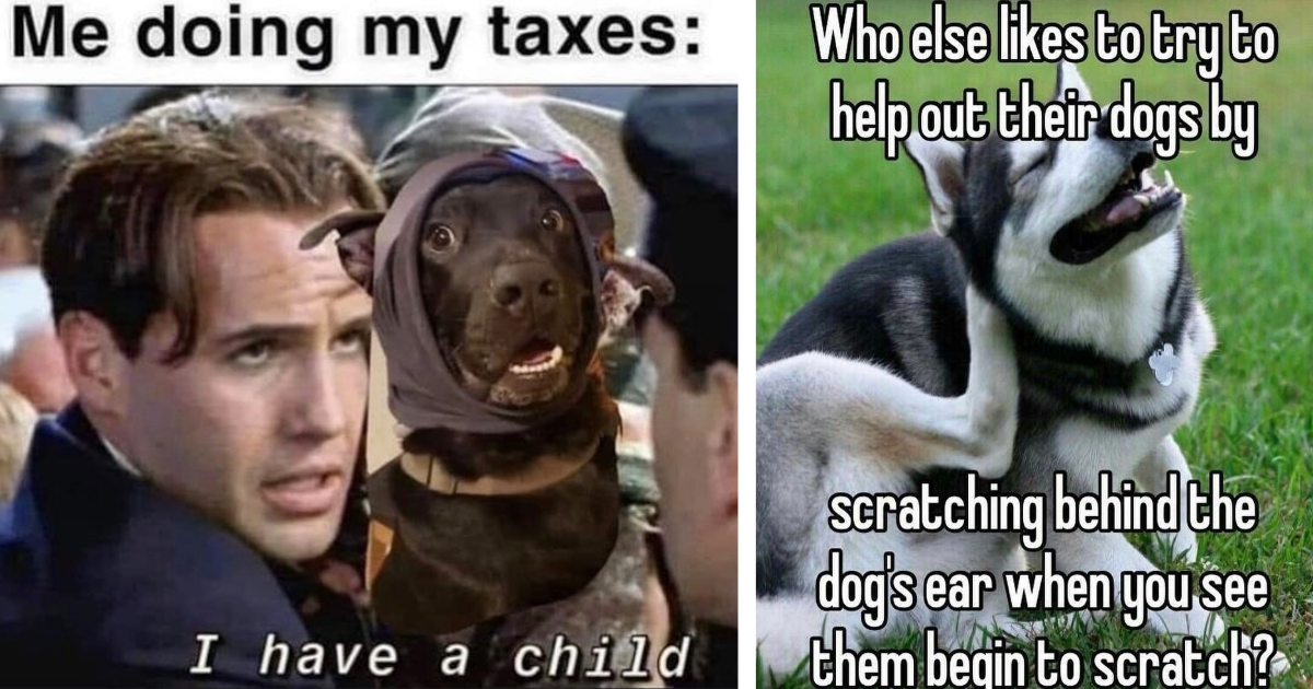 Heartwarming Dog Memes To Warm You Up All Weekend Long - Animal Comedy ...