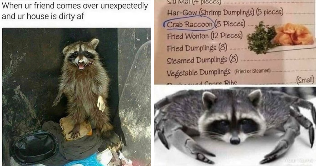 Raucous Raccoon Memes To Help You Control Your Monday Rage - Animal ...