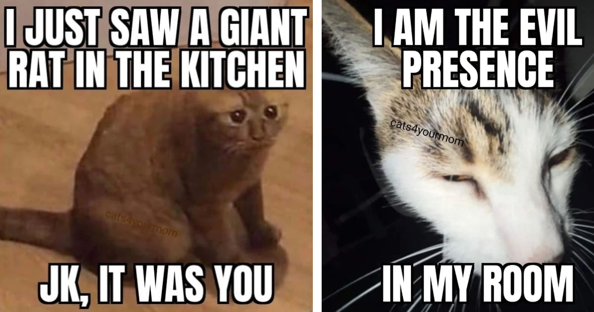Spicy And Silly Cat Memes To Invigorate The Clawminal Cat Within You ...