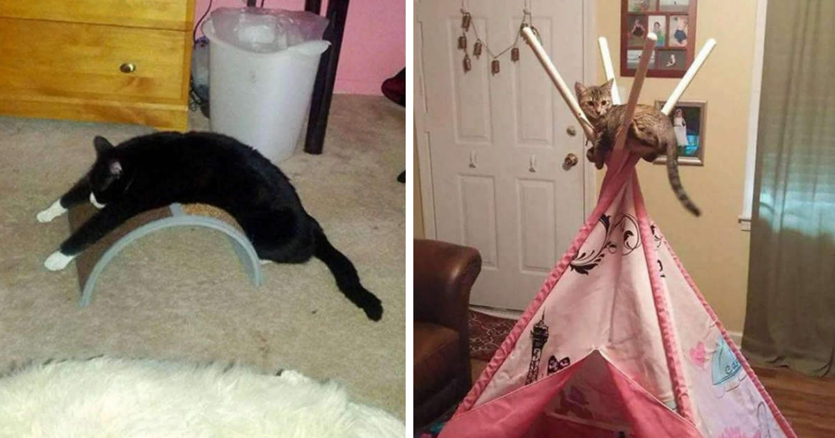 40 Funny Photos Of Tomcat Tomfoolery Showing Cats Being Pawsitively ...