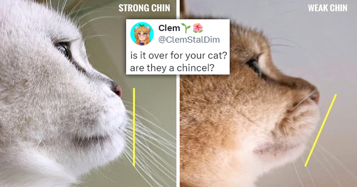 Ridiculous Post About Cats With 'Strong Chins' And 'Weak Chins' Inspires Hilarious Memes And ...