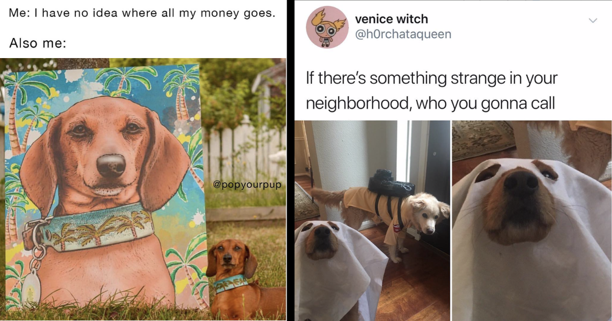 Laugh Snout Loud: 36 Howlarious Doggo Memes To Boost Your Doggie ...