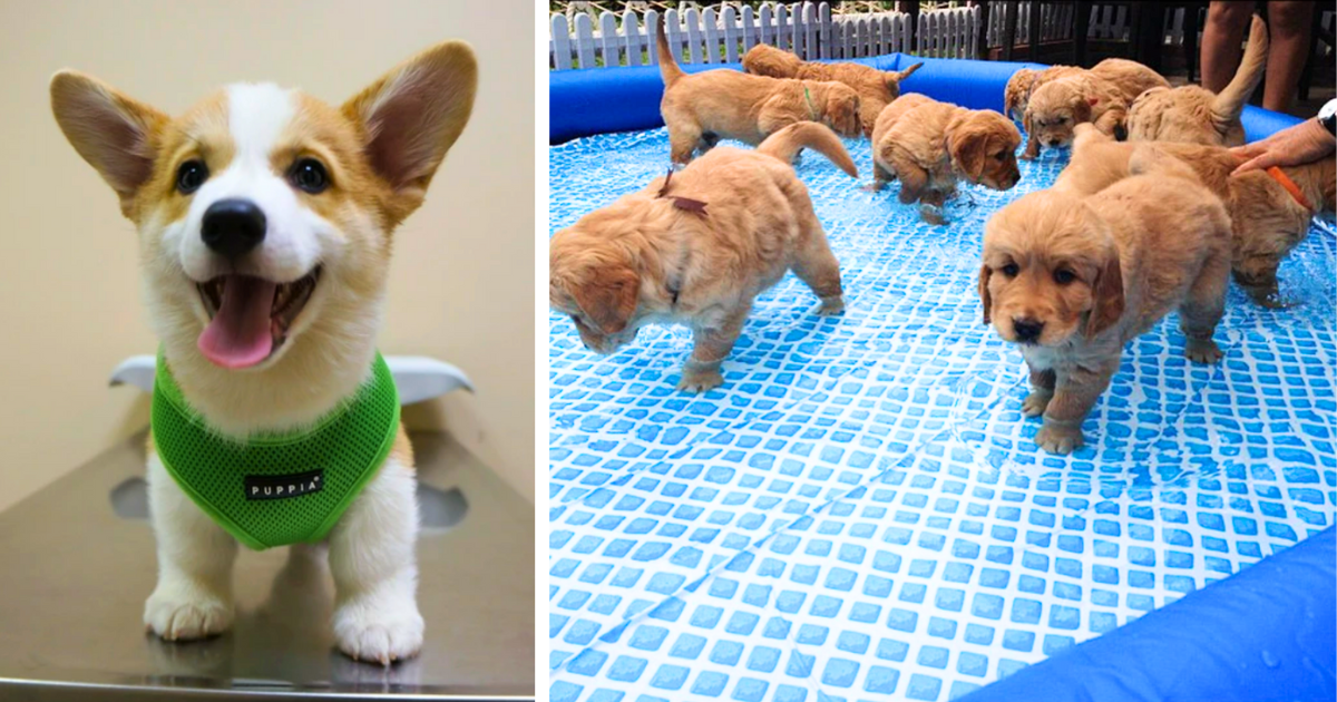 A Perfect Puddle Of 30+ Playful Puppies To Inspire Pawsitive Feelings ...