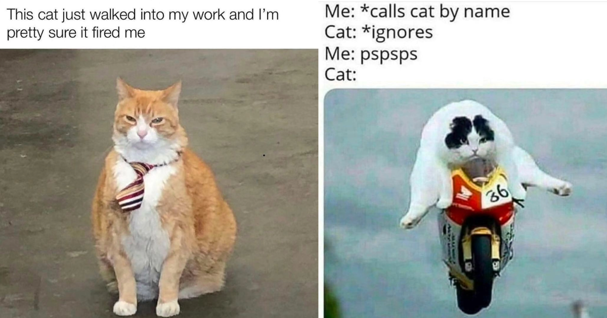Fast And Fur-ious Feline Memes To Give You A Hit Of Vitamin C(at) - I ...