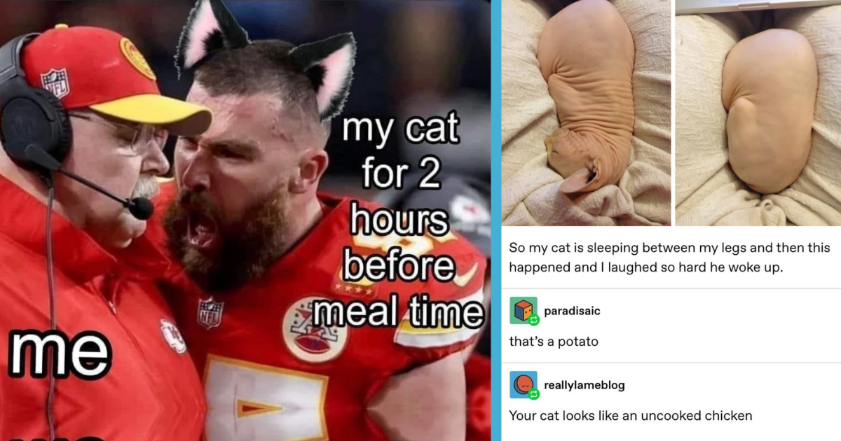 34 Purrfectly Funny Cat Memes For A Mental Mood Boost Right Meow - I ...