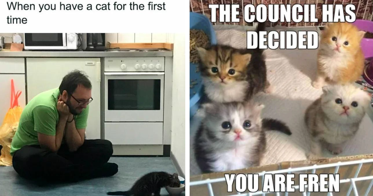 30 Cute And Sassy Cat Memes To Cuddle With At Home (February 20 2024) - I Can Has Cheezburger?
