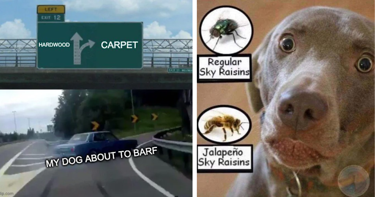 28 Wholesome Dog Memes to Make Your Tail Wag - Animal Comedy - Animal ...