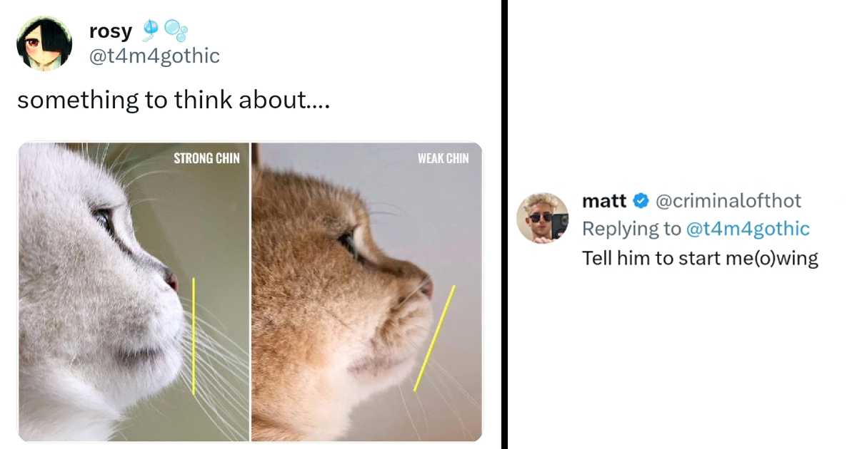 'They invented looksmaxxing for cats': Feline fan judges cats based on ...