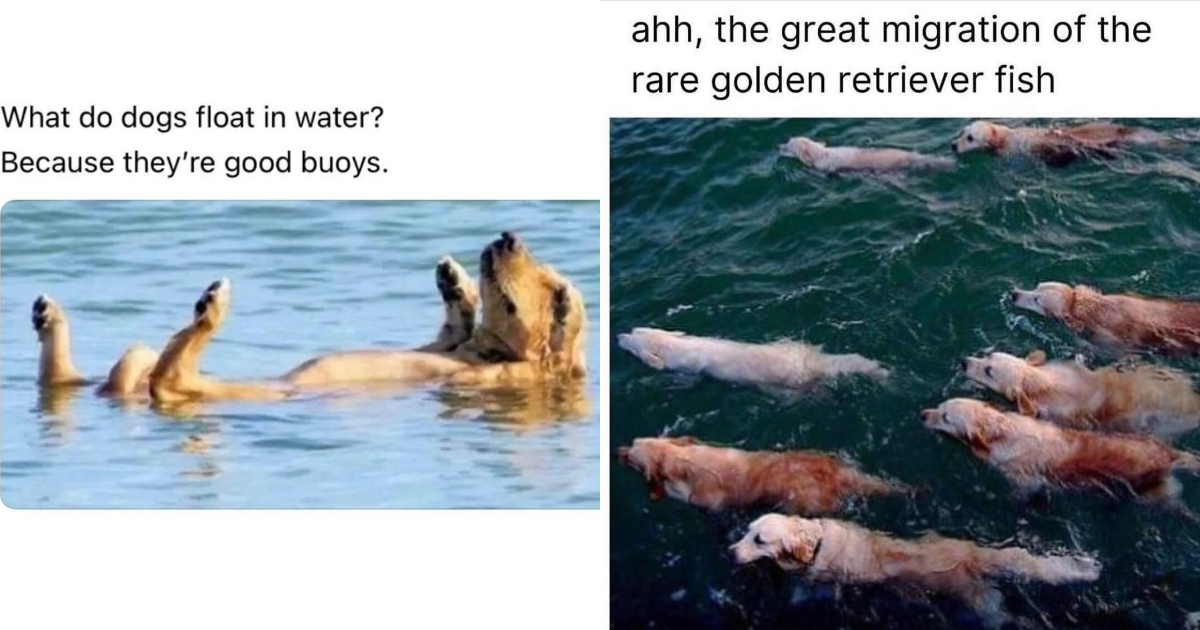 Wholesome Dog Memes To Remind You Of All The Good in The World - Animal ...
