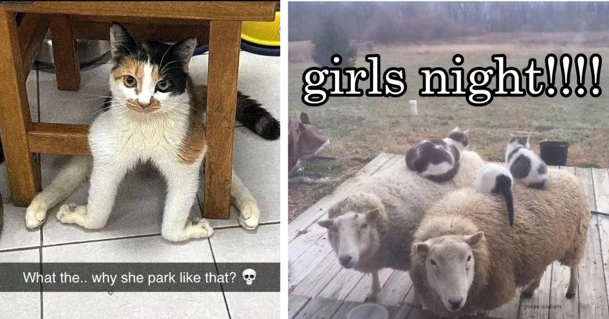 Hilarious Mood Boosting Memes Of Cats Being The Cattiest Cats They Can ...
