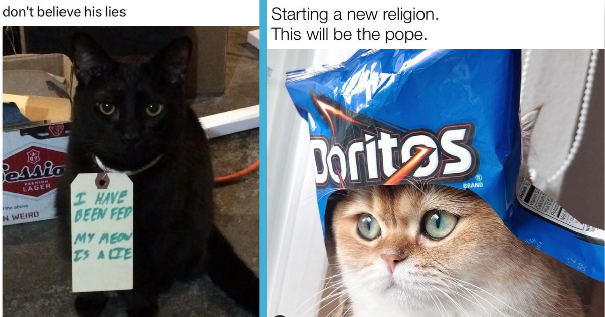 37 Pawsitively Purrecious Cat Memes To Scratch Your Way Into A ...