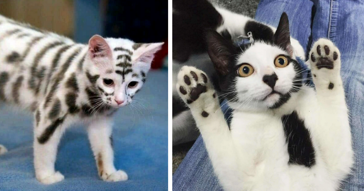 28 Furbulous Felines That Show Off Their Cattitude With Cool ...