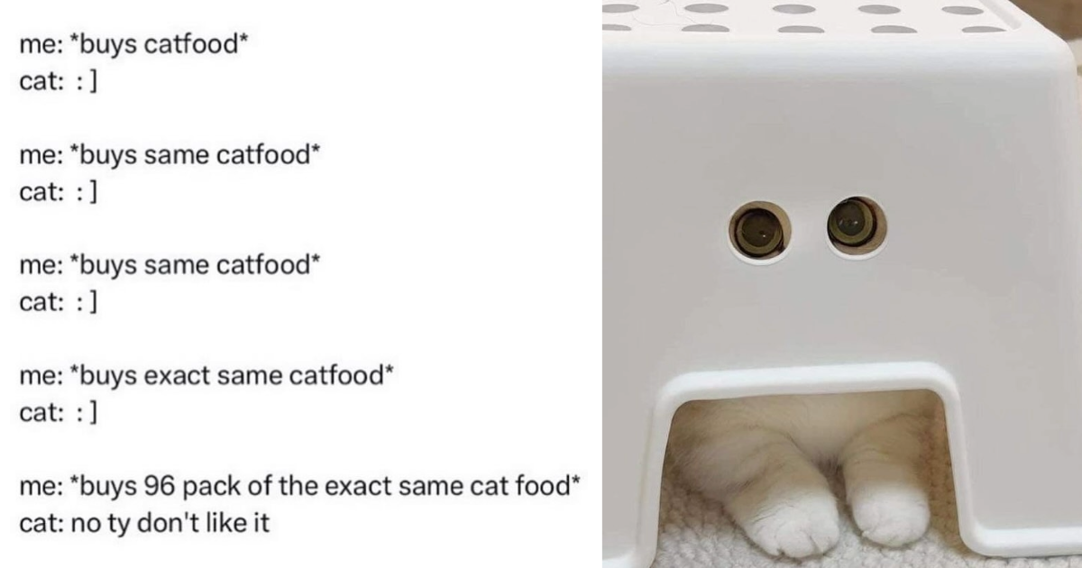 Hissterical Memes, Pics And Tweets Of Cats Being Weird Little Guys And ...