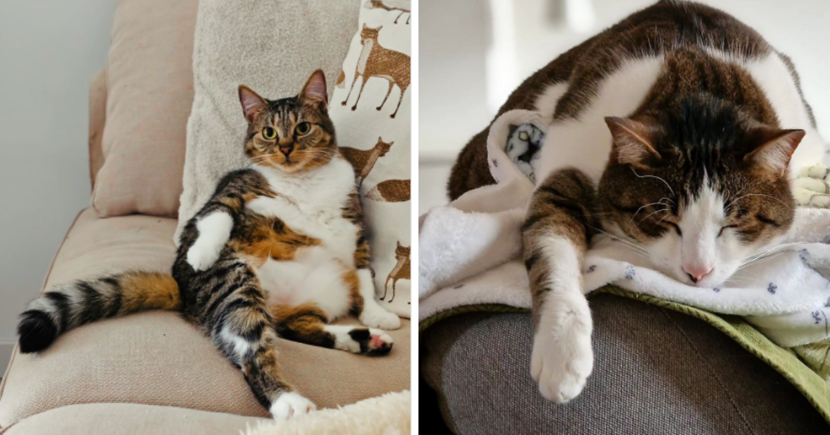 23 Cute Cats Snuggled Up In Ultimate Kitty Comfort For A Day of ...