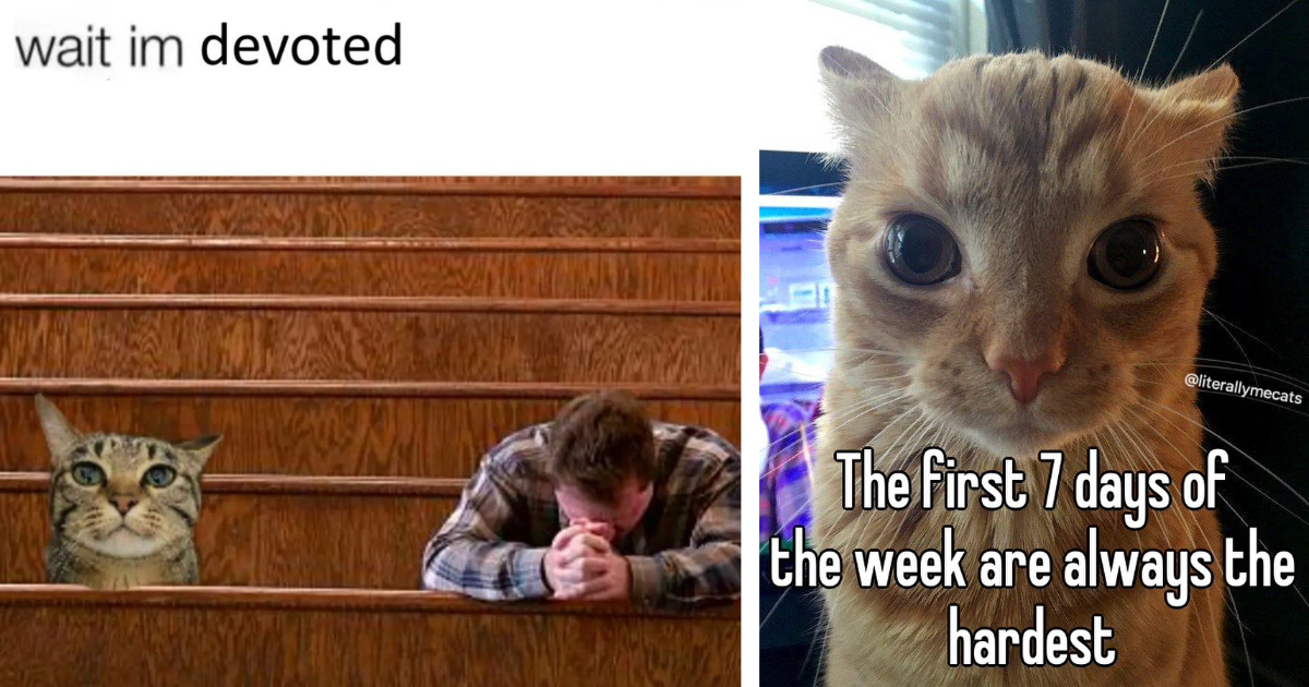 Silly And Spicy Memes Of Cats In Relatable Situations - I Can Has ...