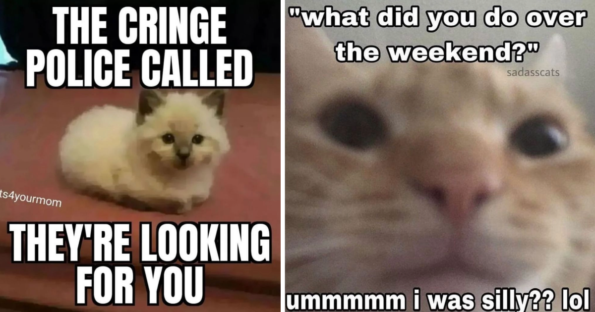 Spicy And Sassy Feline Memes to Help Your Finish Friday With Style - I ...
